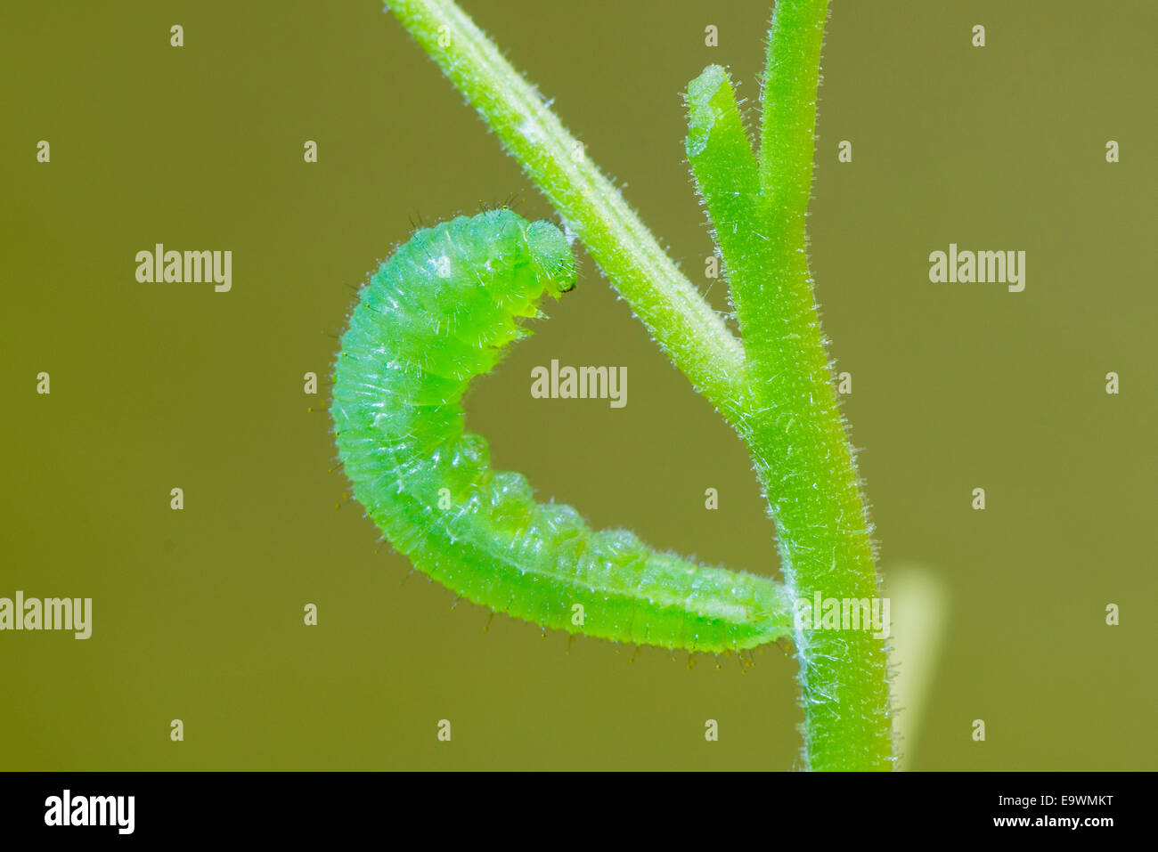 A pupating larva of the Wandering Snowflake Stock Photo - Alamy