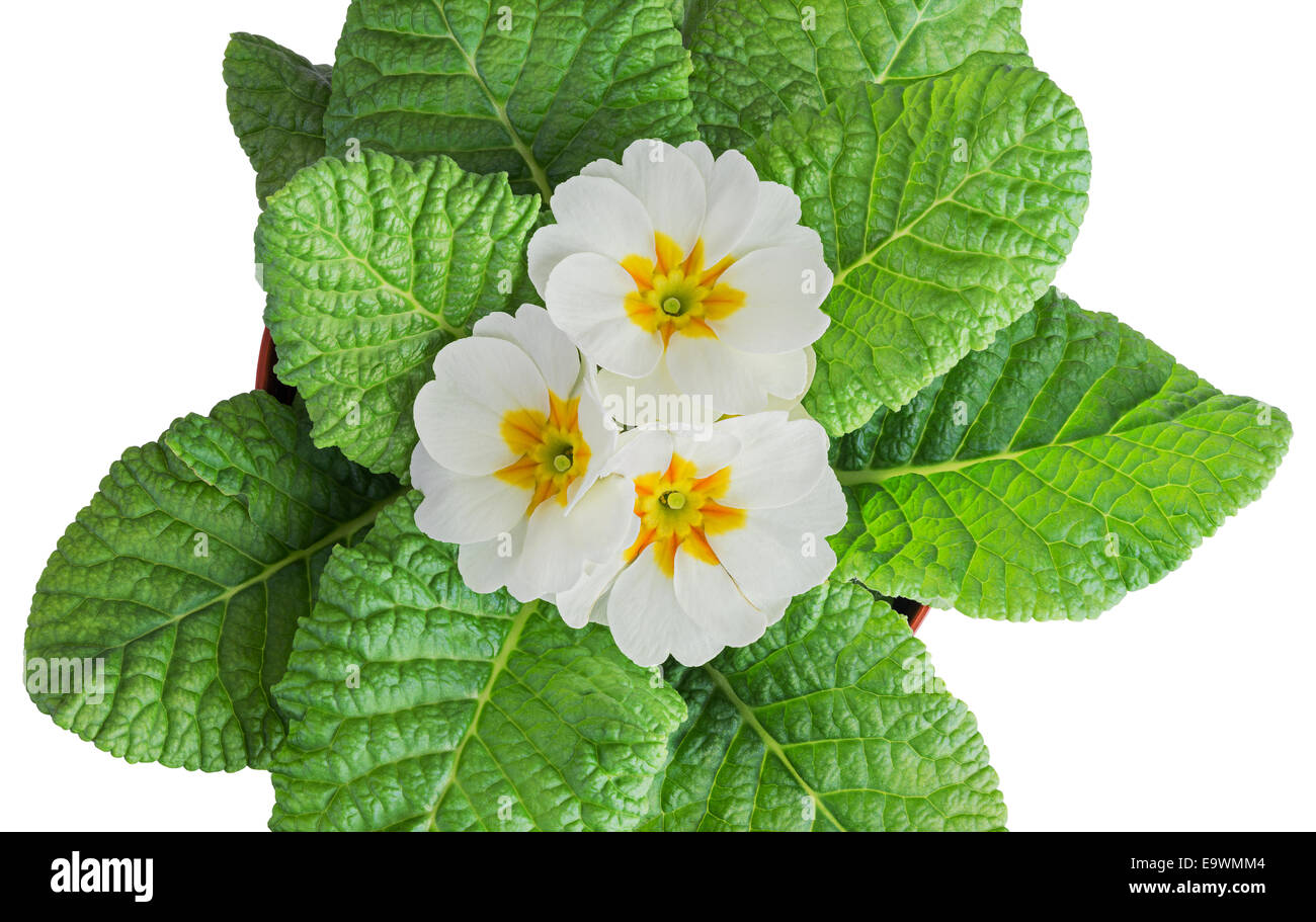 White primula flowers isolated on white background Stock Photo - Alamy