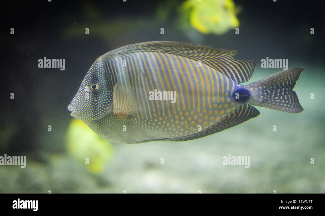 Striped tropical fish hi-res stock photography and images - Alamy