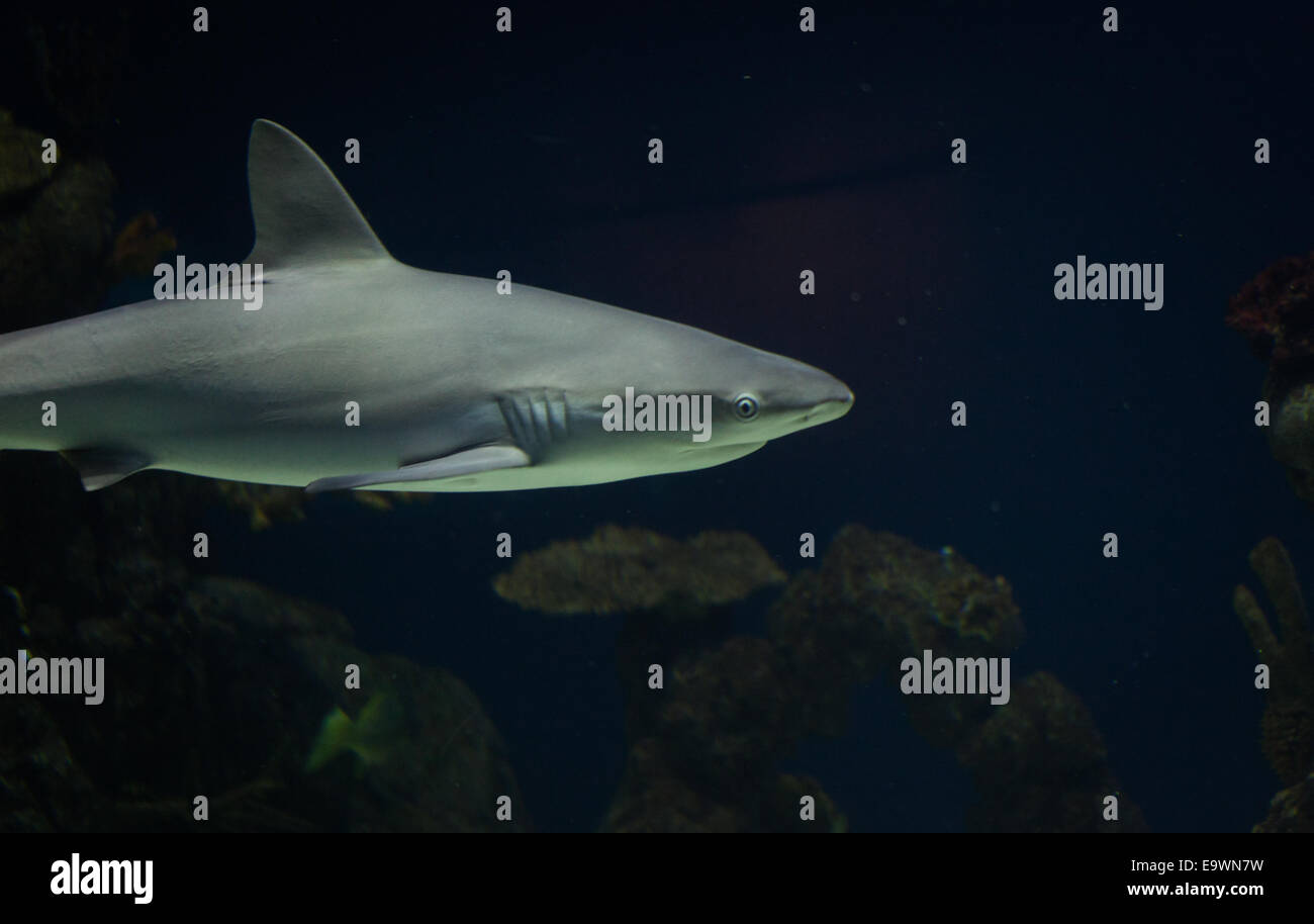 Shark swimming jaws hi-res stock photography and images - Alamy