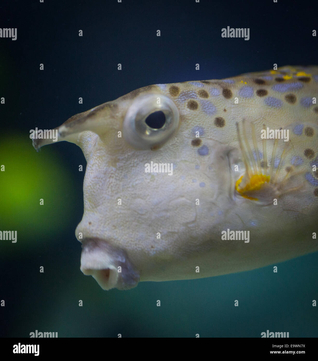 Cow fish underwater Stock Photo - Alamy