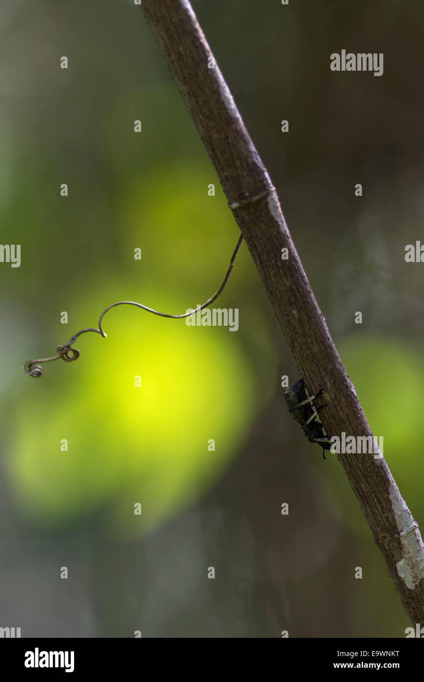 A bug on a twig in Madagascar Stock Photo - Alamy