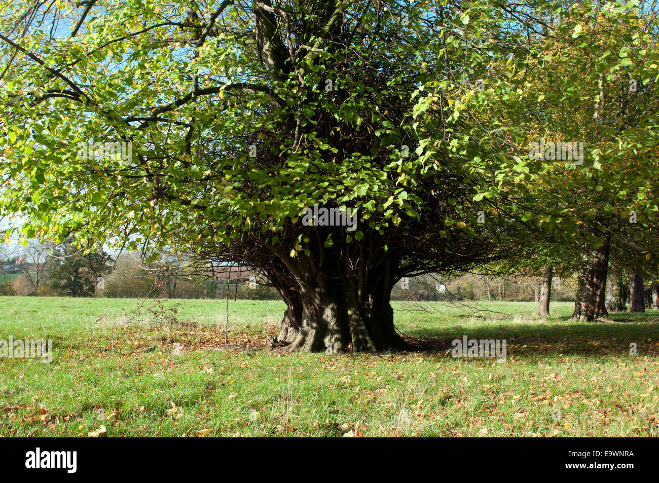 Lime tree (Tilia) with low branching, Worcestershire, UK Stock Photo ...