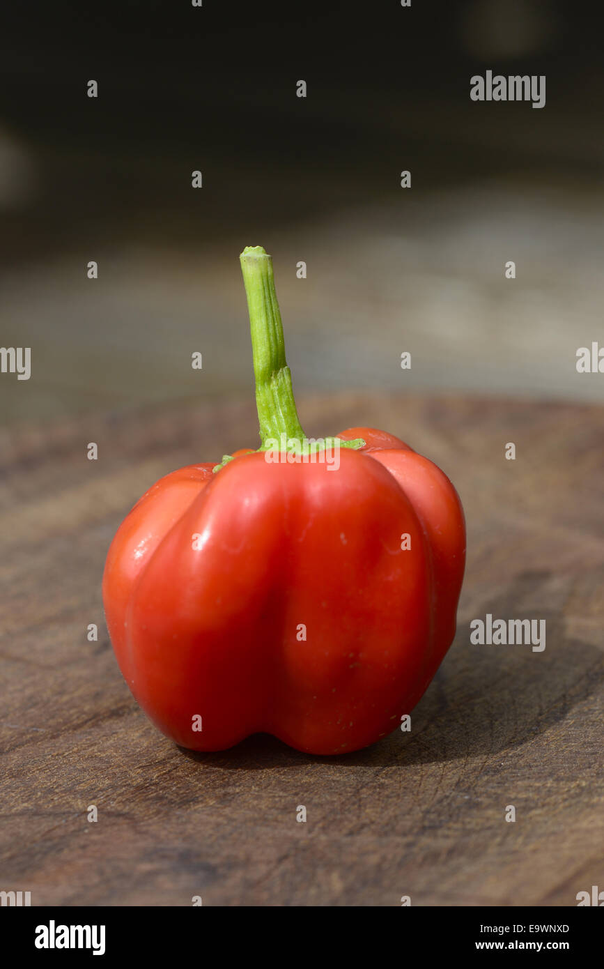 Red garden pepper, Austria Stock Photo - Alamy