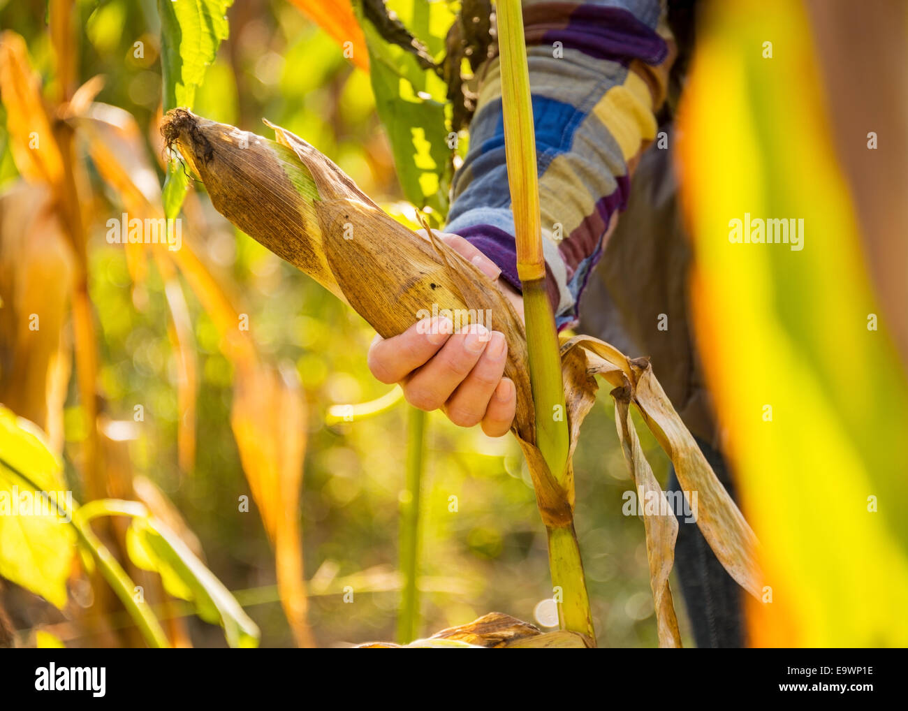 Woman with corn on the cob hi-res stock photography and images - Alamy
