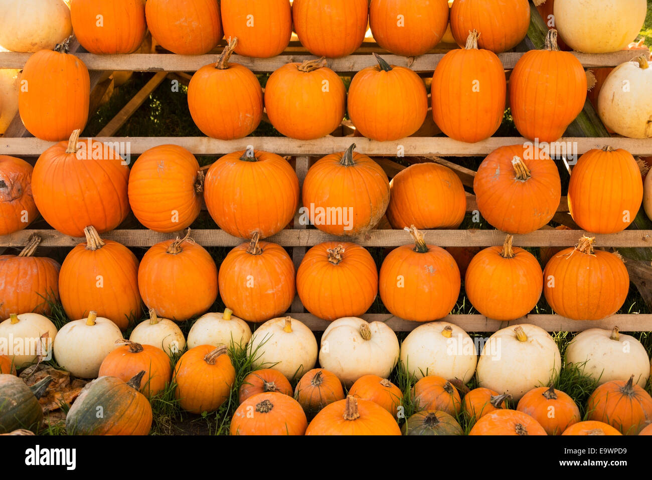 Closeup on rows of pumpkins Stock Photo - Alamy