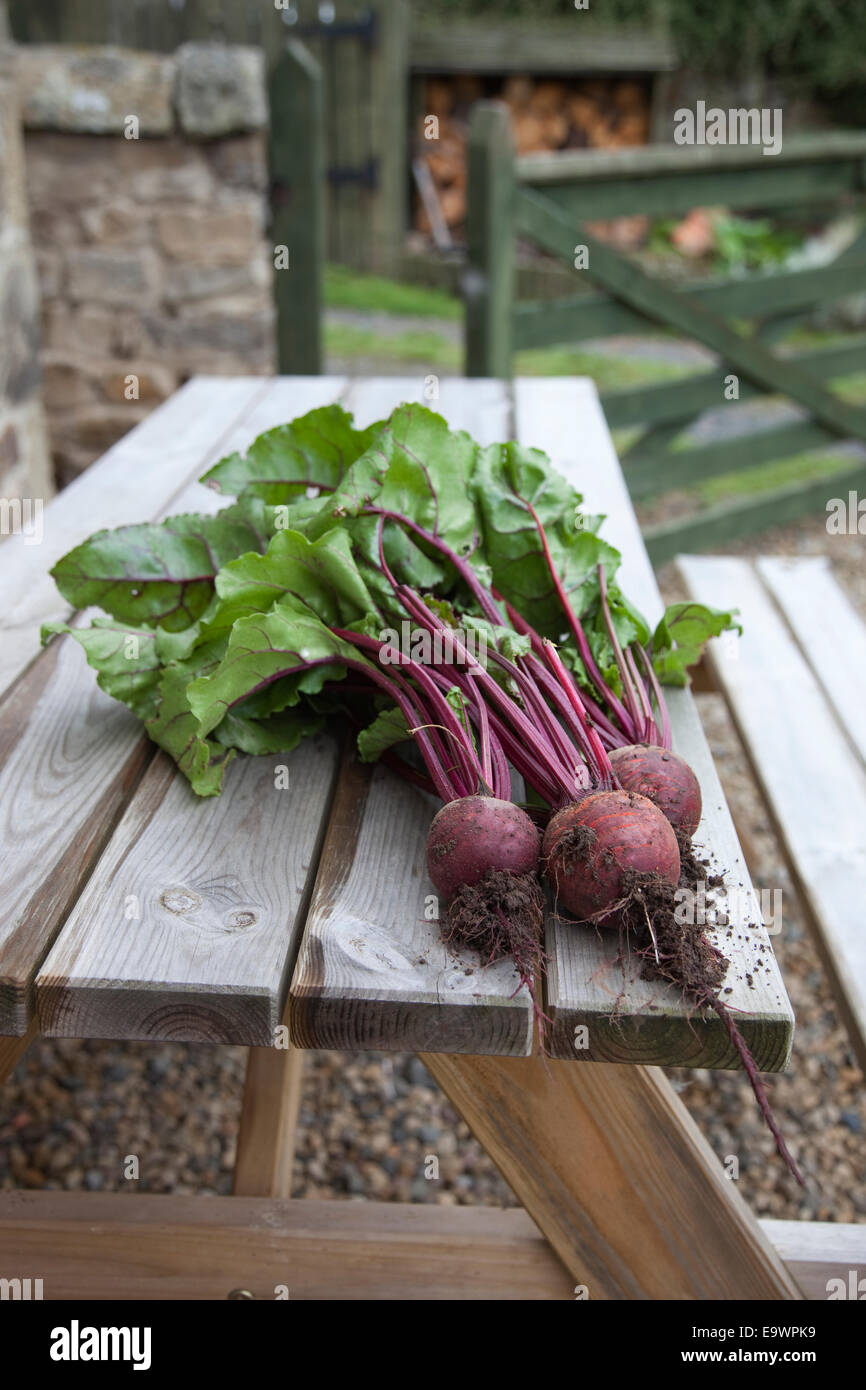 Vegetable plot uk hi-res stock photography and images - Alamy