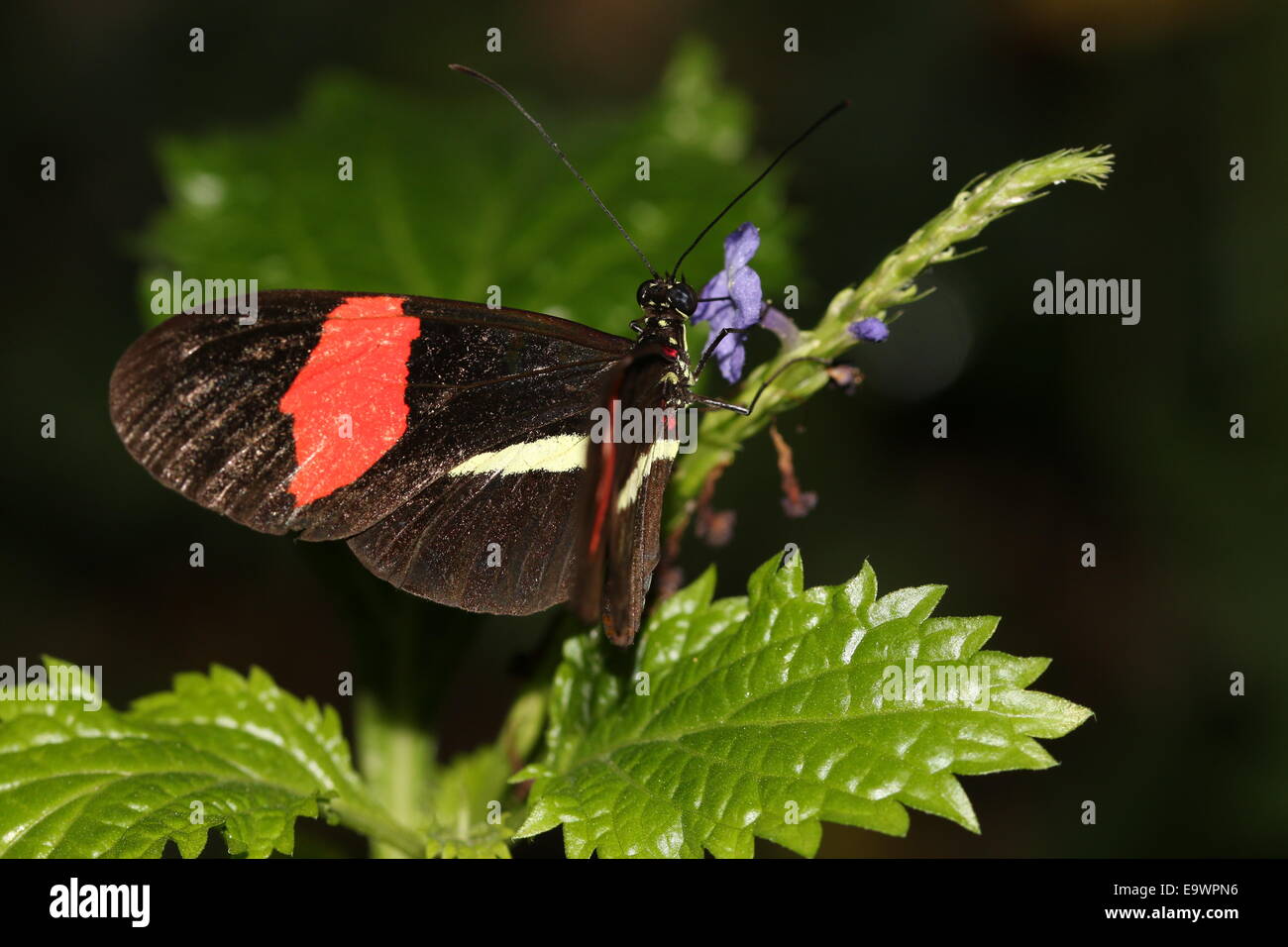New World Red Postman or Small Postman butterfly (Heliconius erato ...