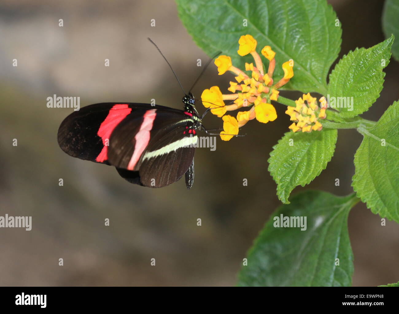 New World Red Postman or Small Postman butterfly (Heliconius erato ...
