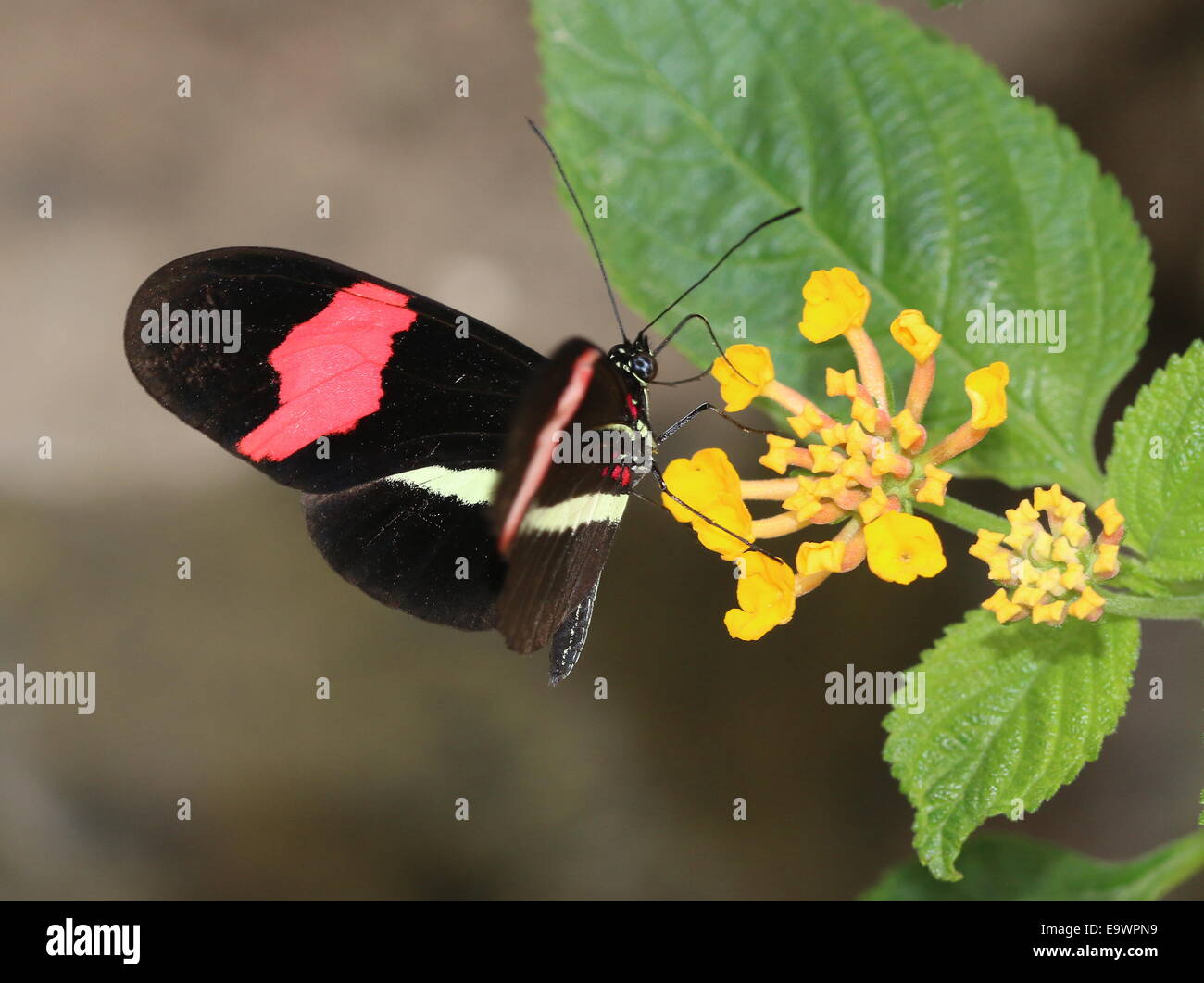 New World Red Postman or Small Postman butterfly (Heliconius erato ...