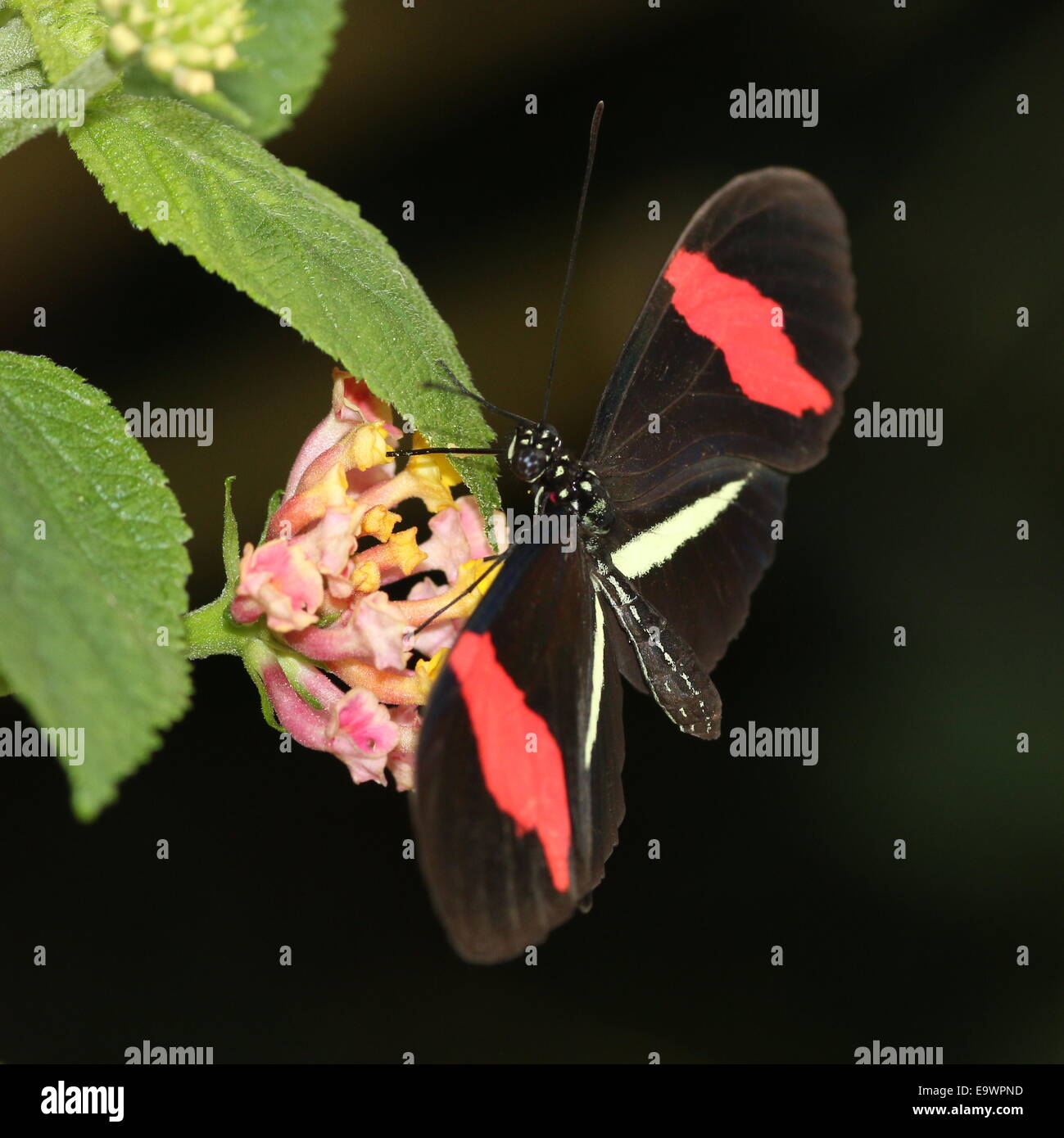 New World Red Postman or Small Postman butterfly (Heliconius erato ...