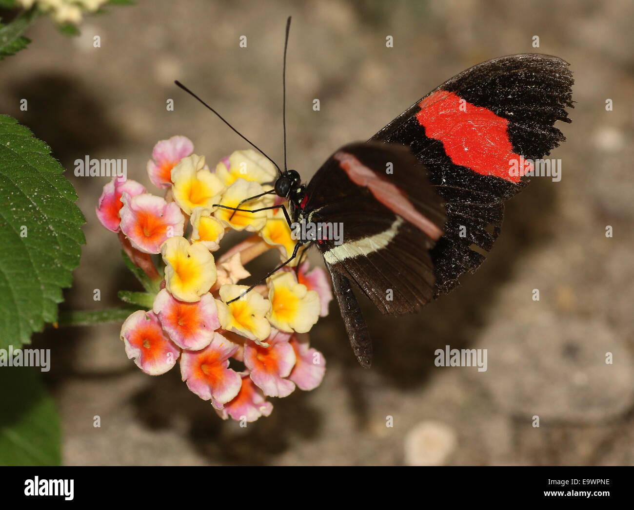 Heliconius erato small postman butterfly red passion flower butterfly ...