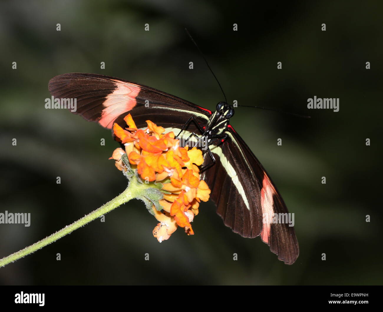 New World Red Postman or Small Postman butterfly (Heliconius erato ...