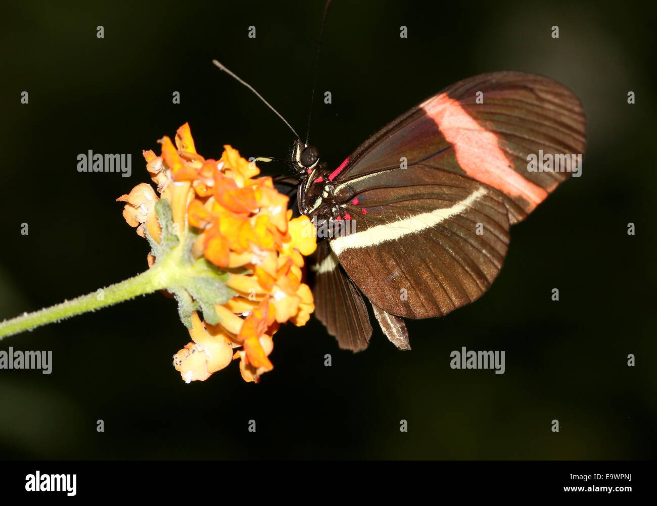 New World Red Postman or Small Postman butterfly (Heliconius erato ...