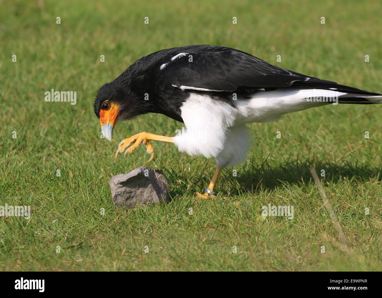Turning over stones hi-res stock photography and images - Alamy