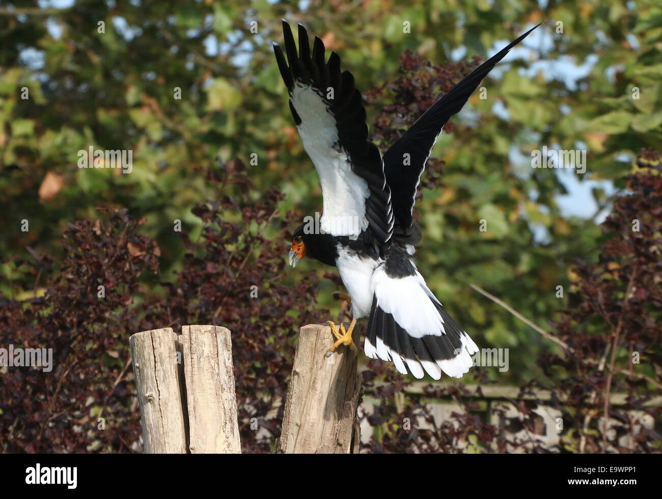 Megalopterus hi-res stock photography and images - Alamy