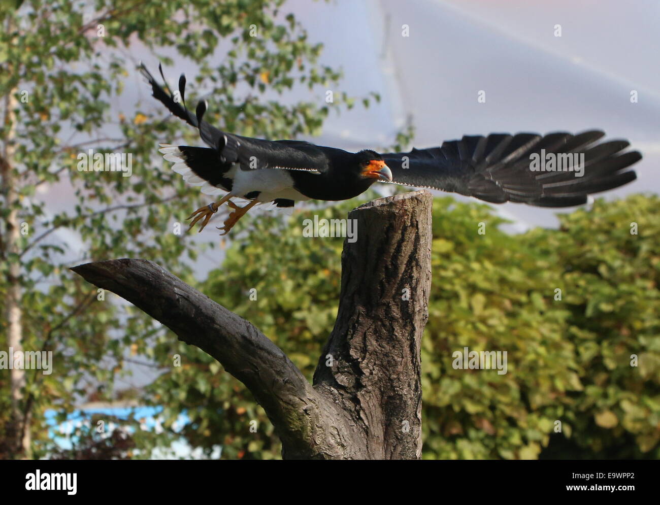 Mountain caracara phalcoboenus megalopterus hi-res stock photography ...