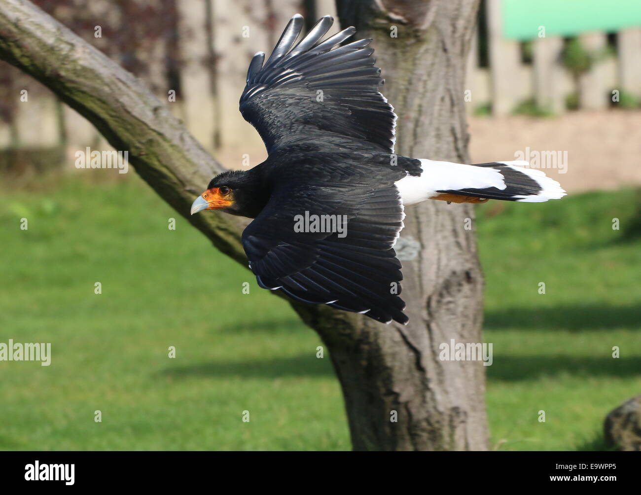 Phalcoboenus megalopterus, Mountain caracara Stock Photo - Alamy