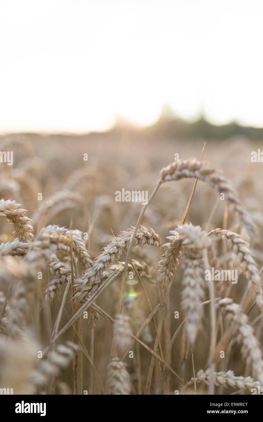 Sheaf of corn hi-res stock photography and images - Alamy