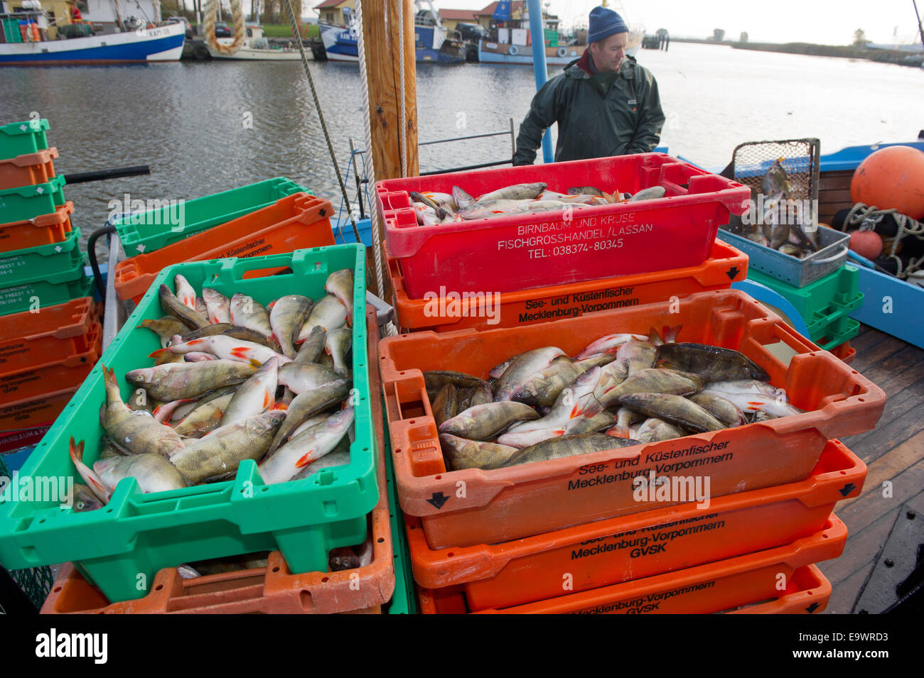 Freest, Germany. 03rd Nov, 2014. Fisherman Bodo Laban on his fishing ...