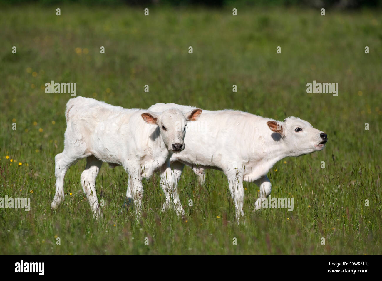 White Park Cattle Calf High Resolution Stock Photography and Images - Alamy