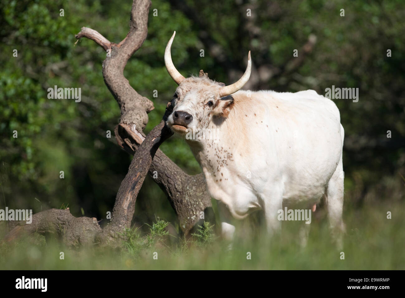 Chillingham Wild Cattle High Resolution Stock Photography and Images ...