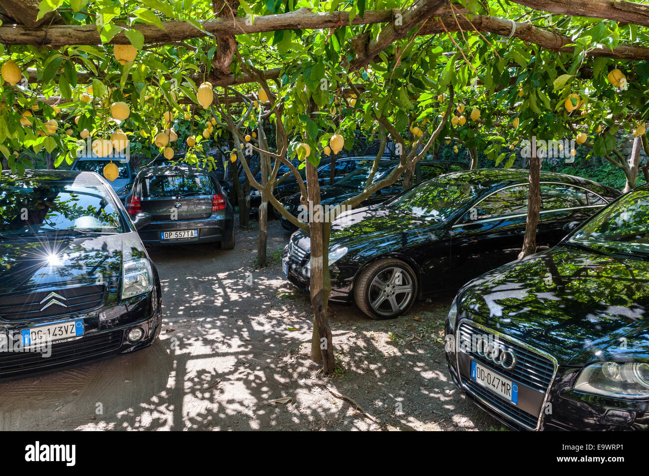 The lemon gardens of Amalfi, Italy. Lemons grown on a framework of ...