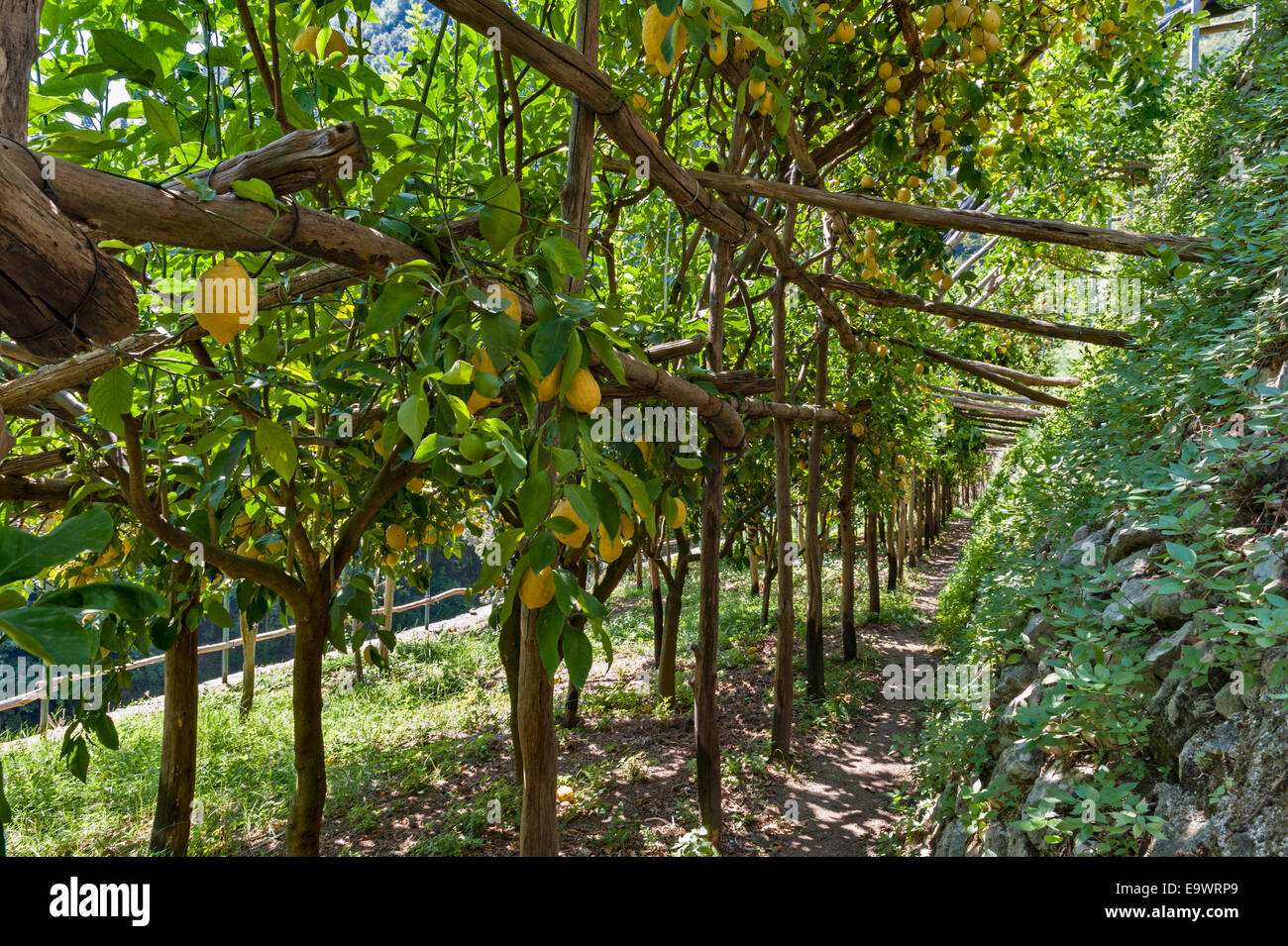 In the famous lemon gardens of Amalfi, Italy. The lemons are ...