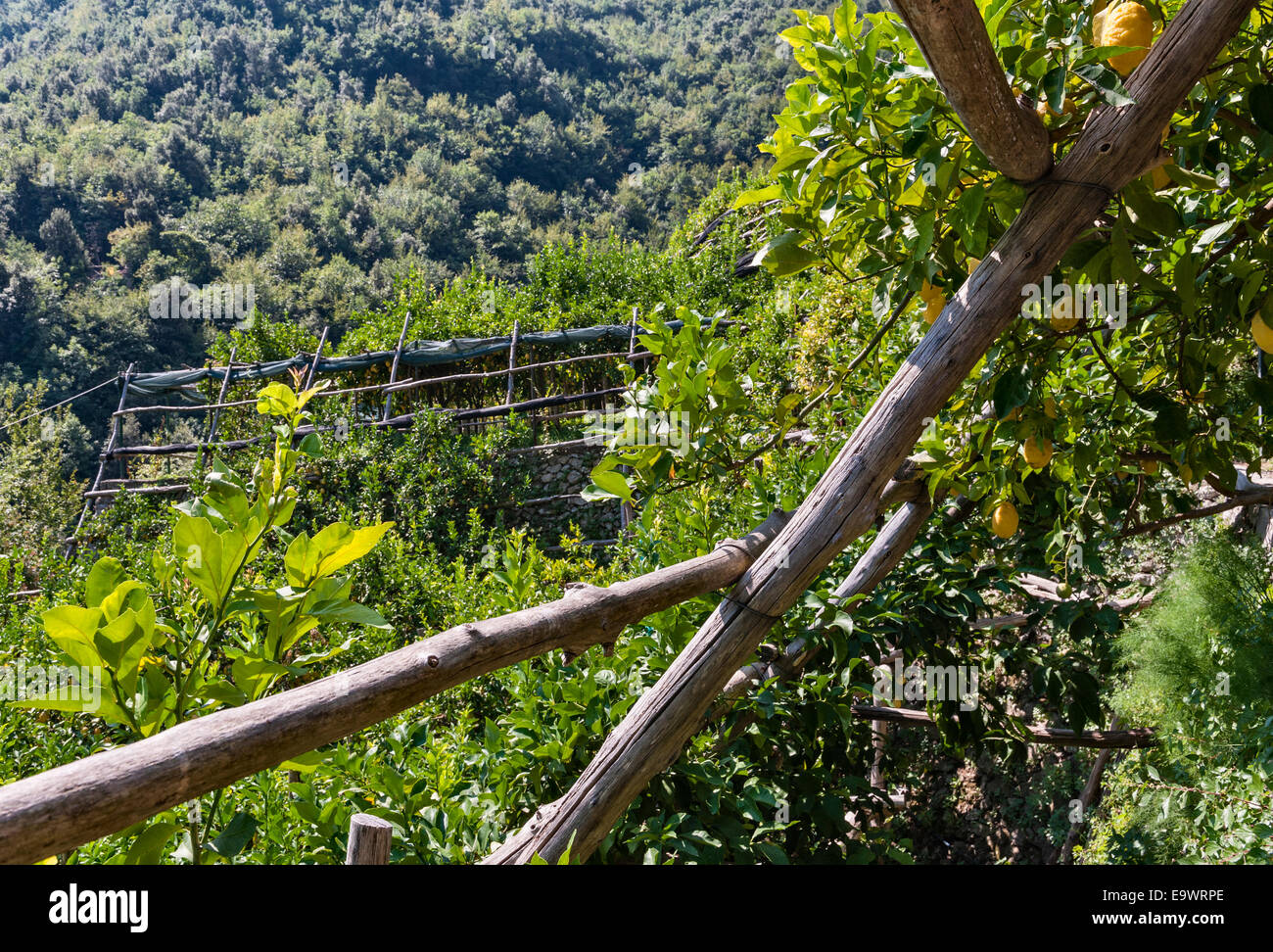 In the famous lemon gardens of Amalfi, Italy. The lemons are ...