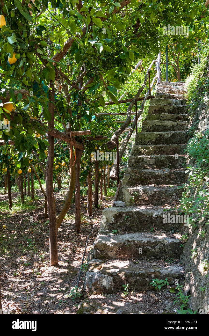 In the famous lemon gardens of Amalfi, Italy. The lemons are ...