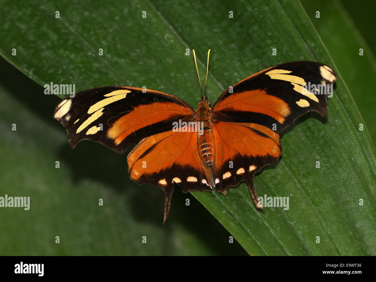 Tiger Leafwing butterfly (Consul fabius), found from Mexico to the ...