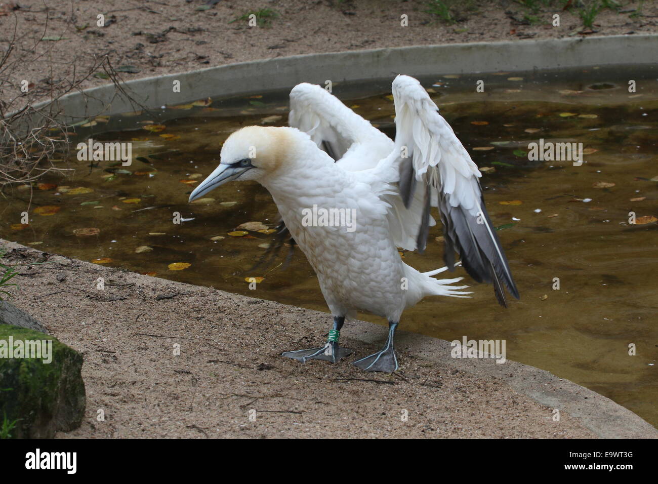 Flapping wings with open beak hi-res stock photography and images - Alamy