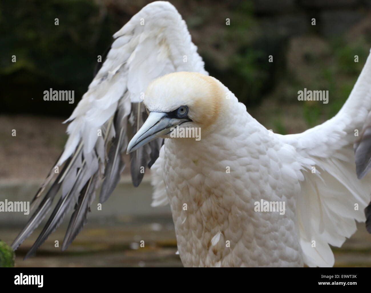 Close-up of the head and impressive blue beak of a mature Northern ...