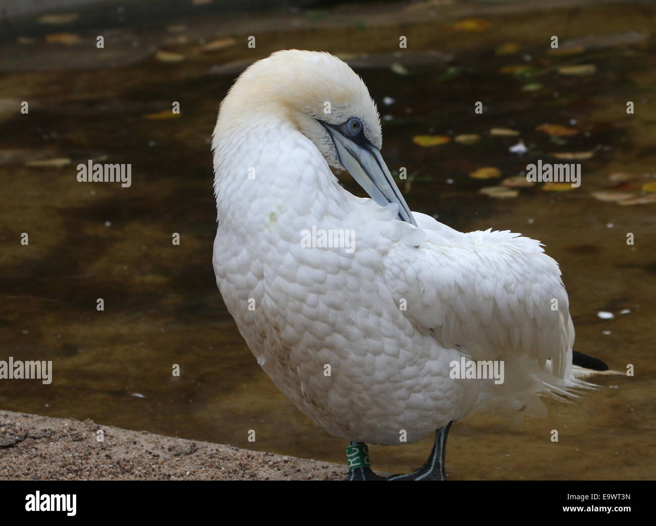 Jan van gent the northern gannet morus bassanus hi-res stock ...