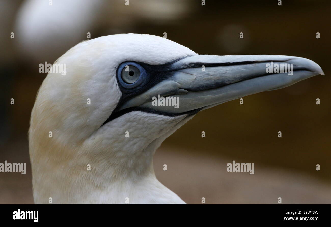 Close-up of the head and impressive blue beak of a mature Northern ...