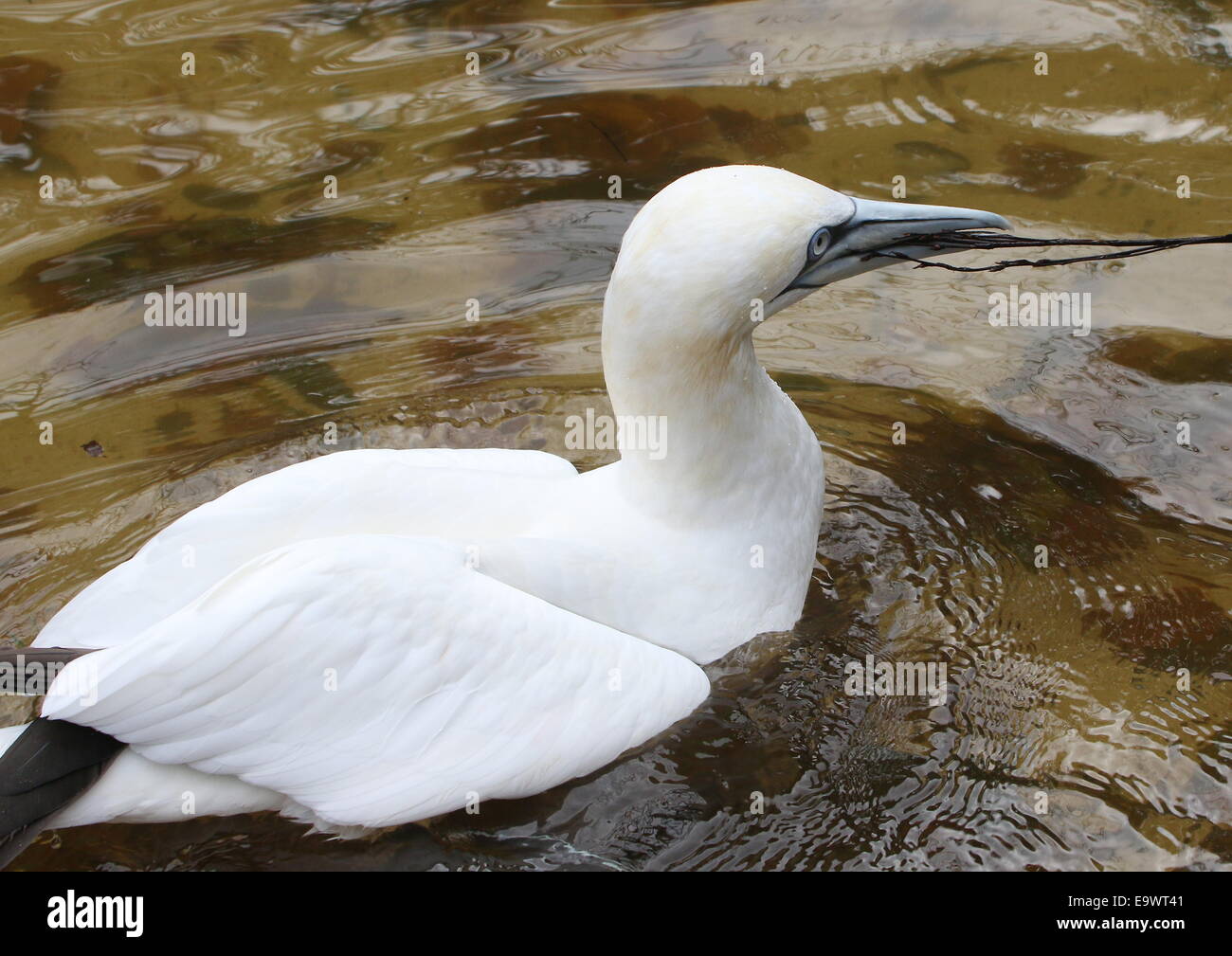 Northern Gannet (Morus bassanus Stock Photo - Alamy