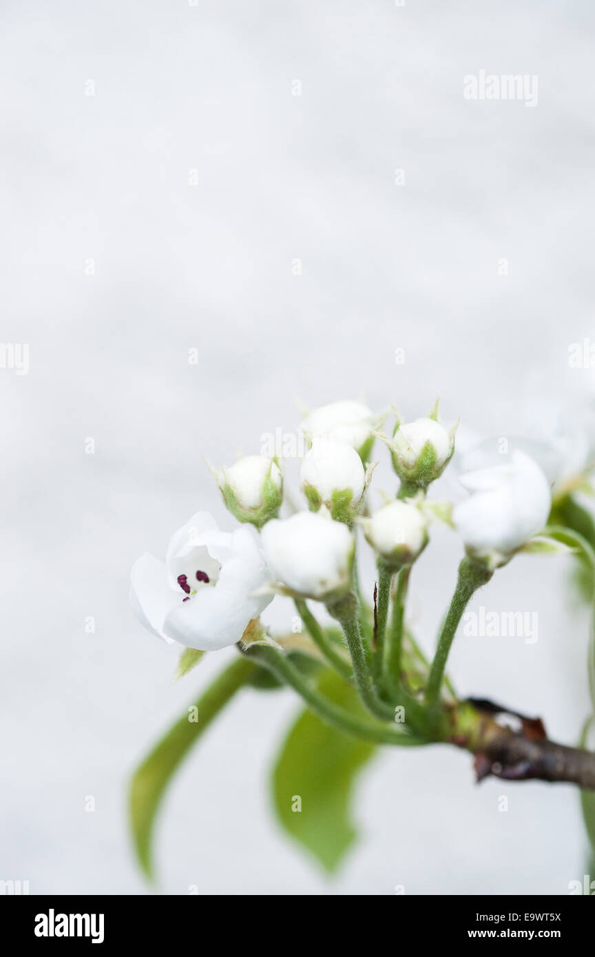 Conference pear tree hi-res stock photography and images - Alamy