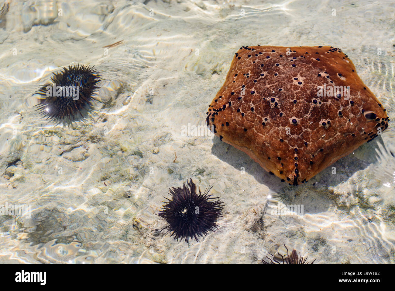 a nice view of Zanzibar seashell,Tanzania Stock Photo - Alamy