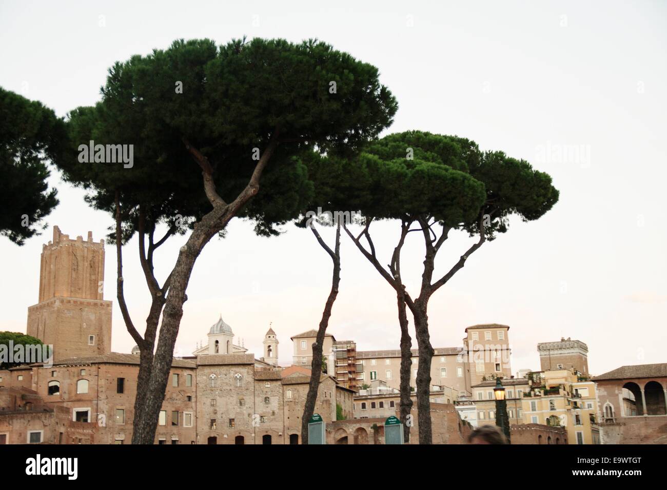 Pine trees of rome hi-res stock photography and images - Alamy