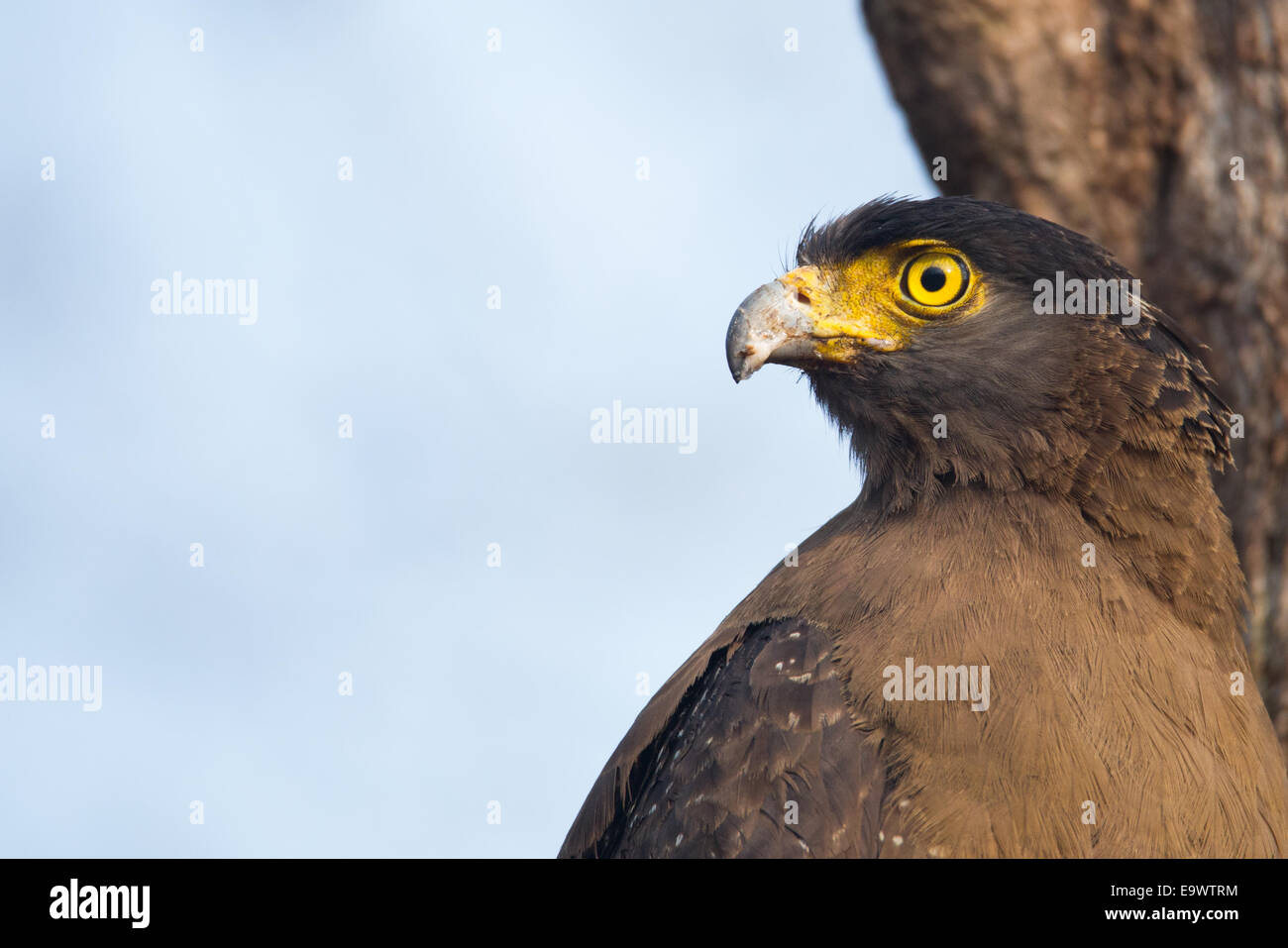 Crested serpent eagle close hi-res stock photography and images - Alamy
