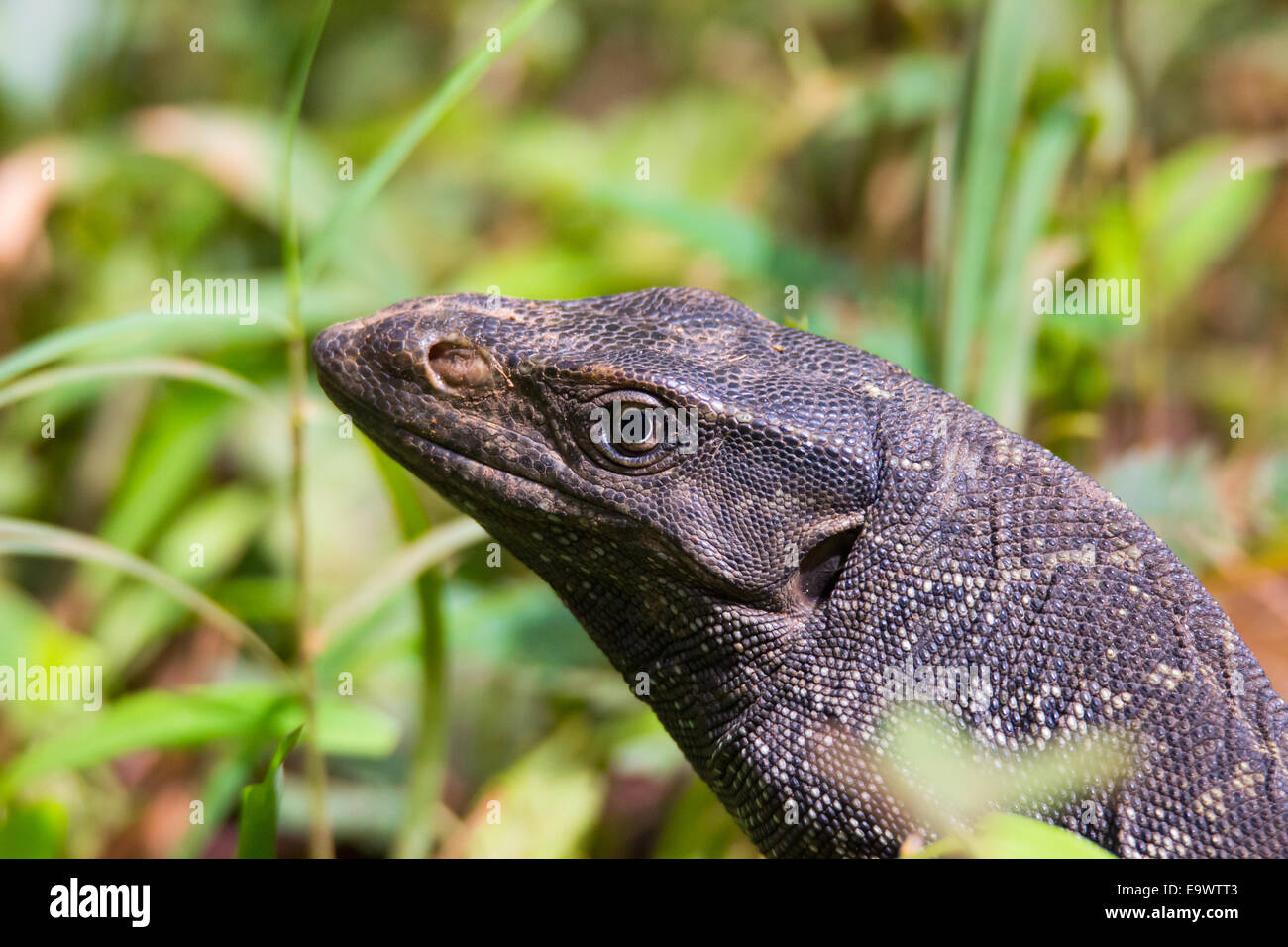 Monitor Lizard Head