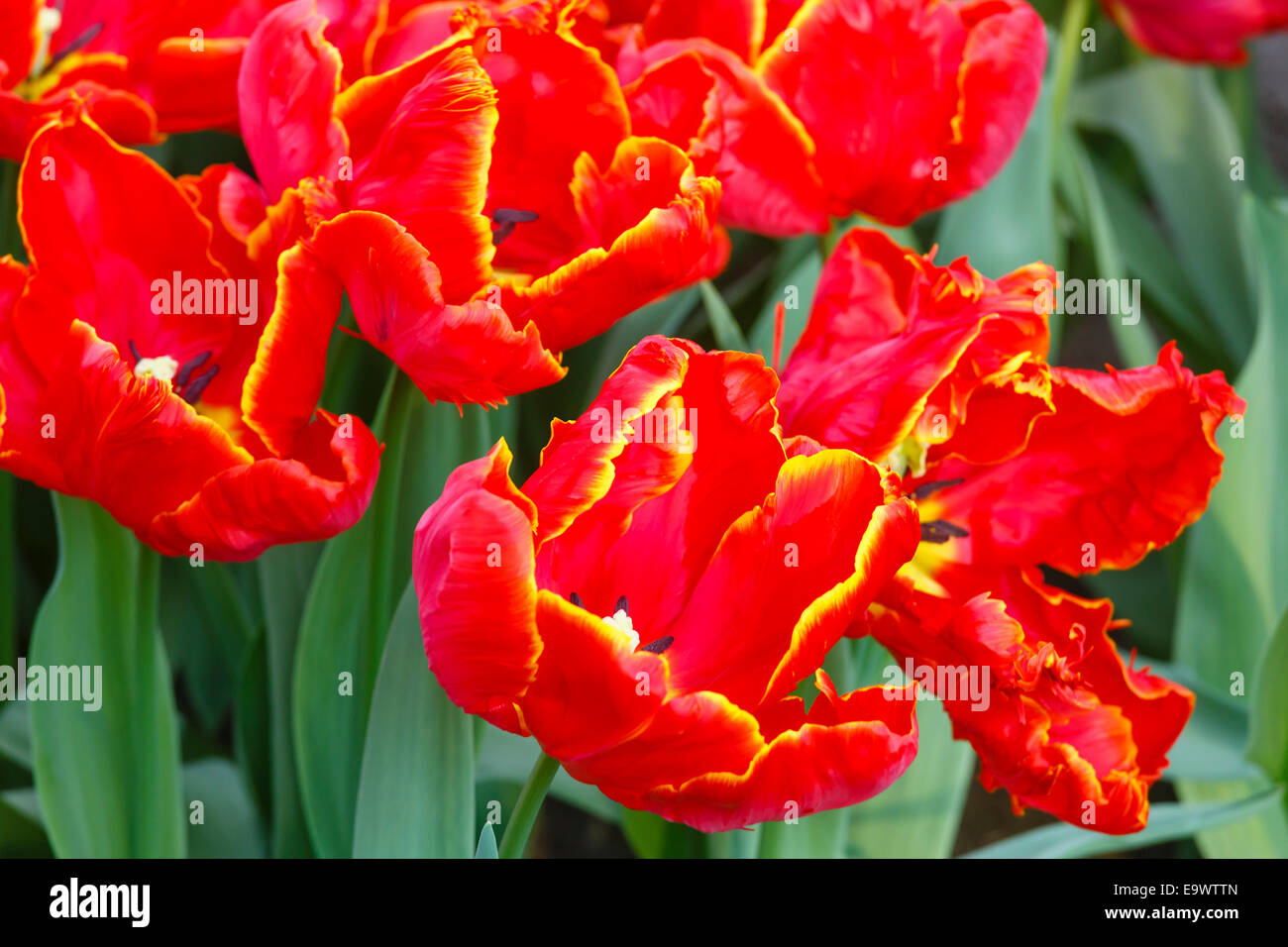 Beautiful red tulips (closeup) in the spring time. Nature background Stock Photo - Alamy