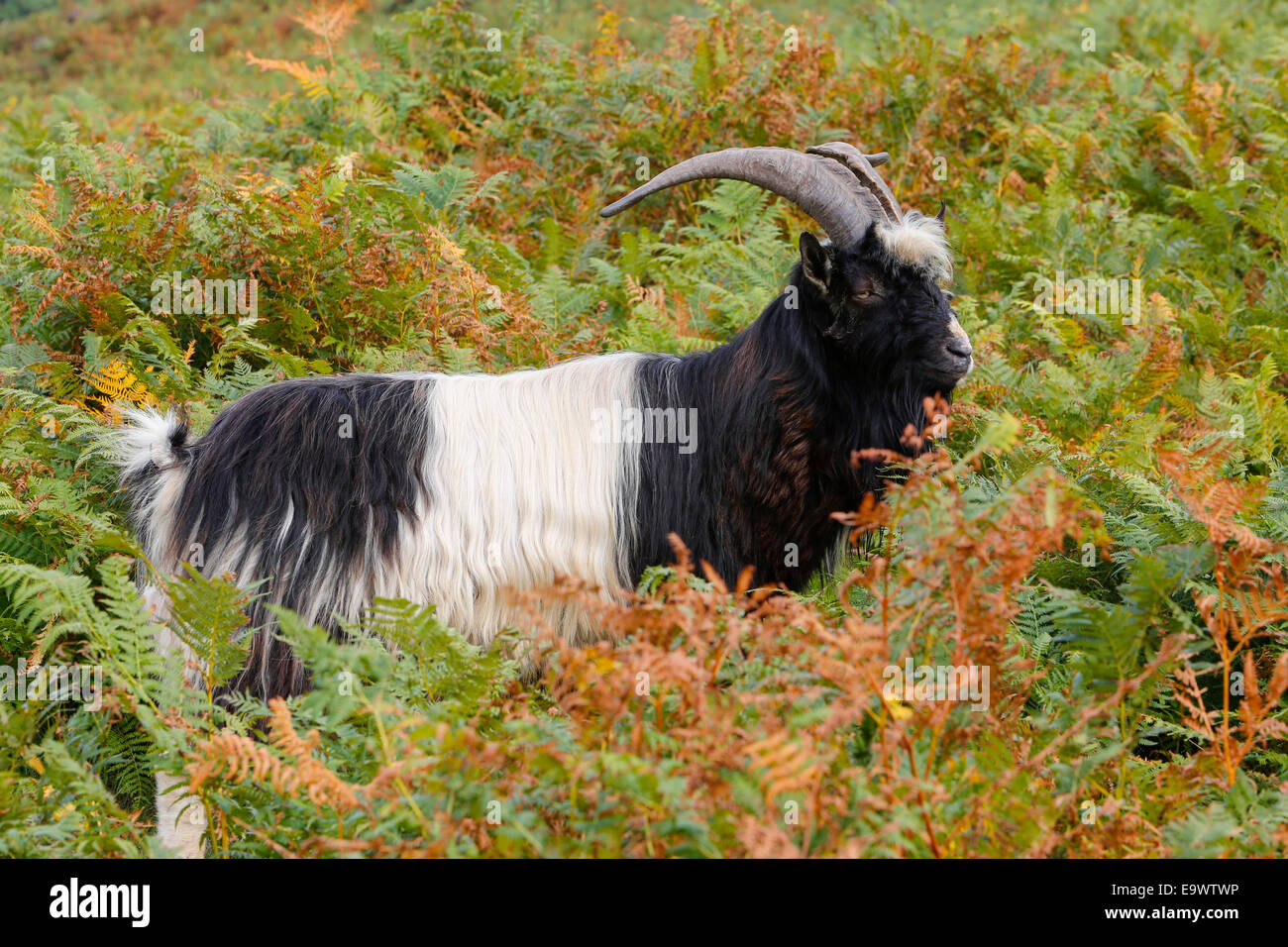 Valley of the rocks exmoor goat hi-res stock photography and images - Alamy