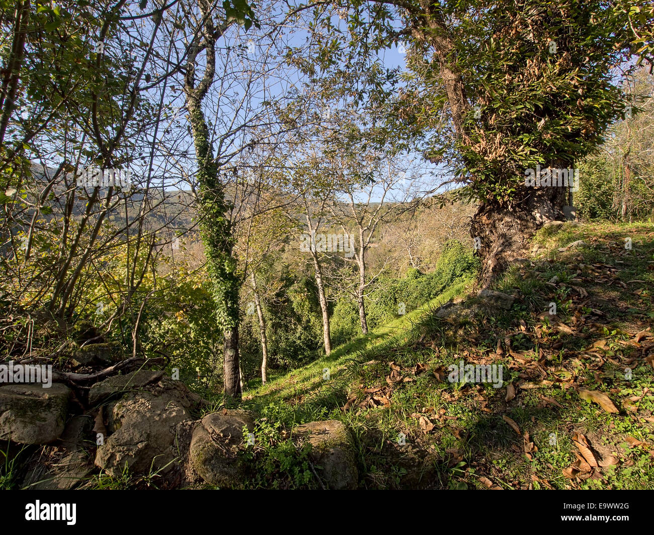 Sweet chestnut trees hi-res stock photography and images - Alamy