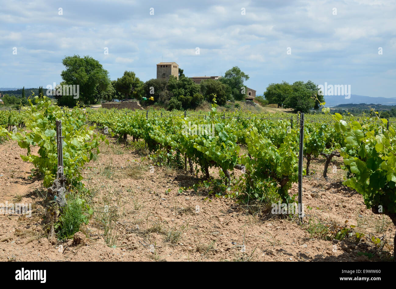 Spanish plantation of grapevines Stock Photo - Alamy