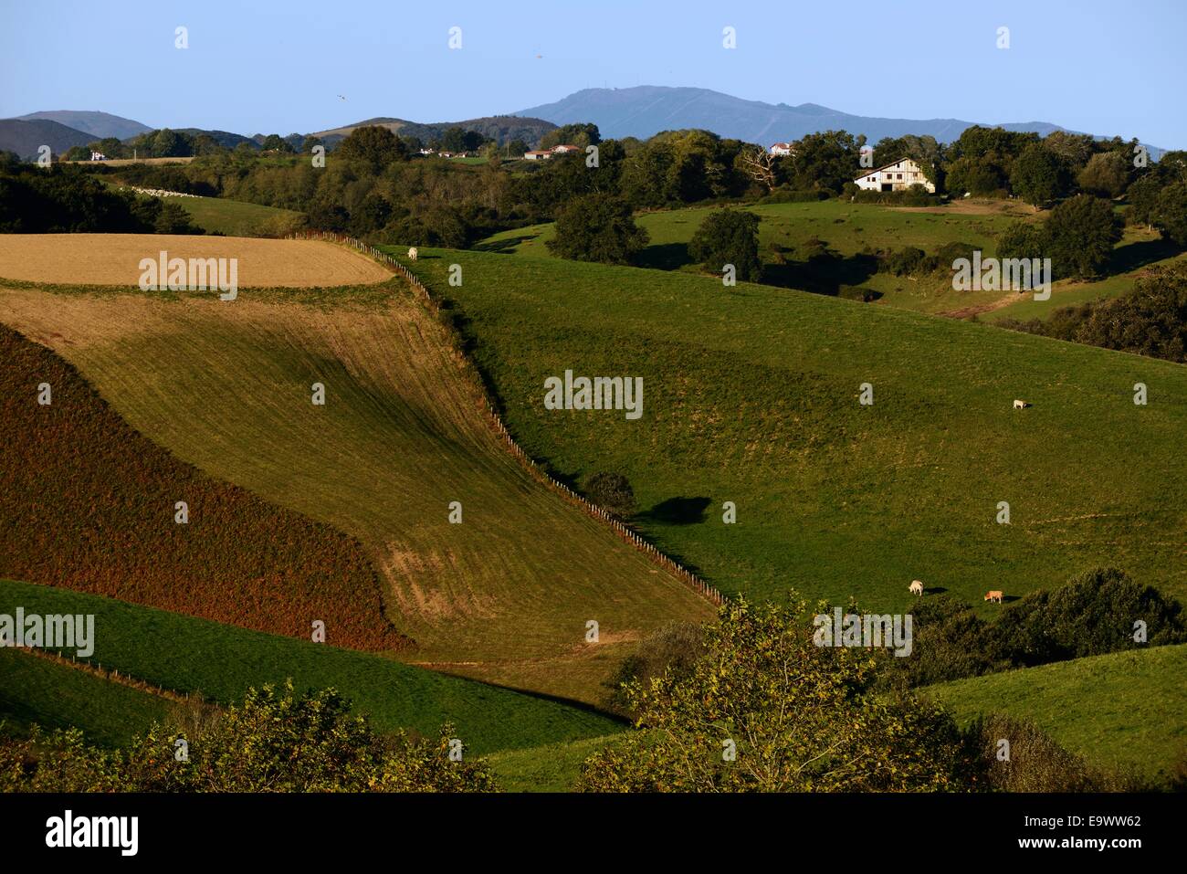 France, Pays Basque, Atlantic Pyrenees, Labourd, cows grazing and ...