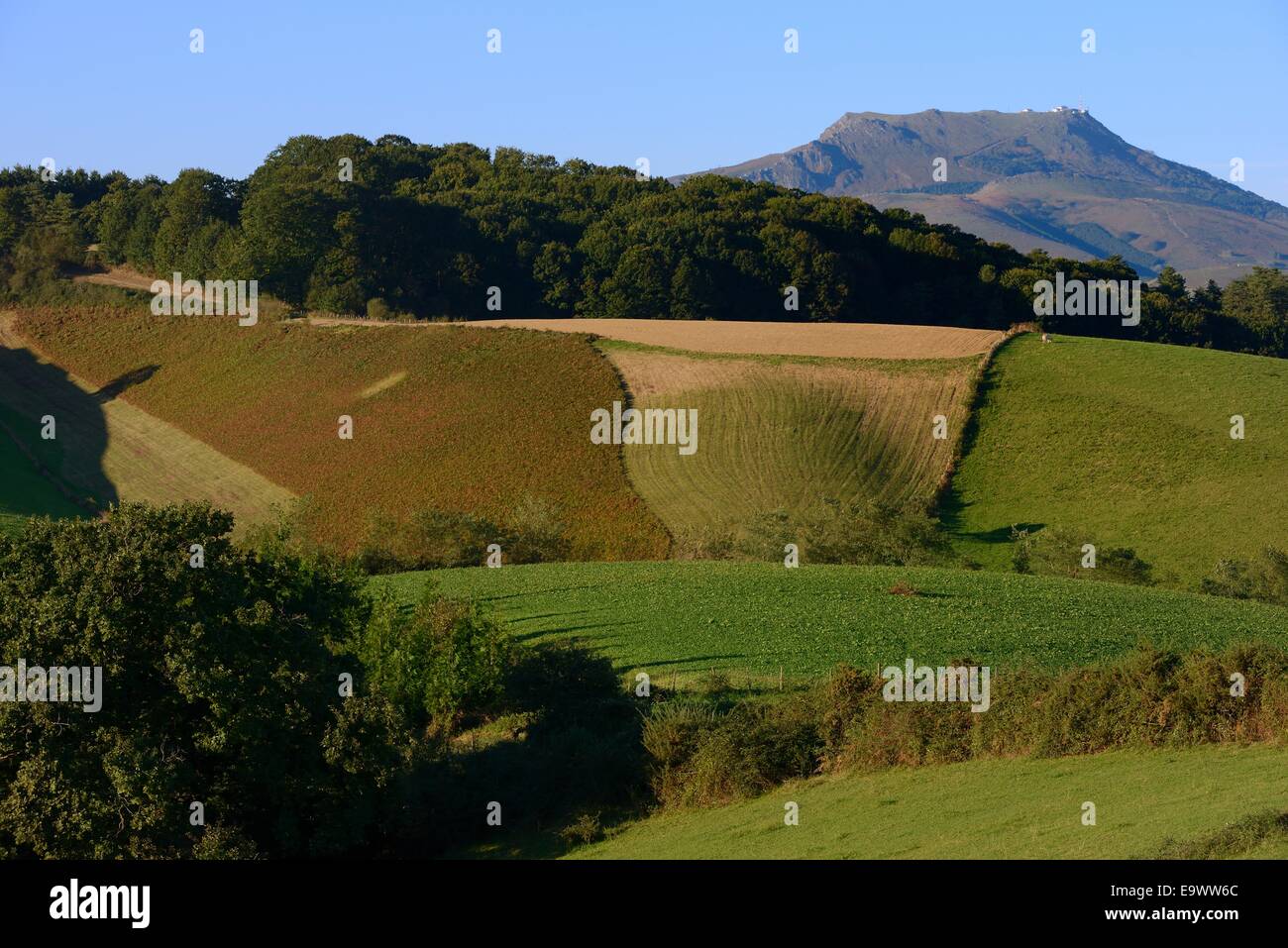 France, Pays Basque, Atlantic Pyrenees, Labourd, culture and meadows ...