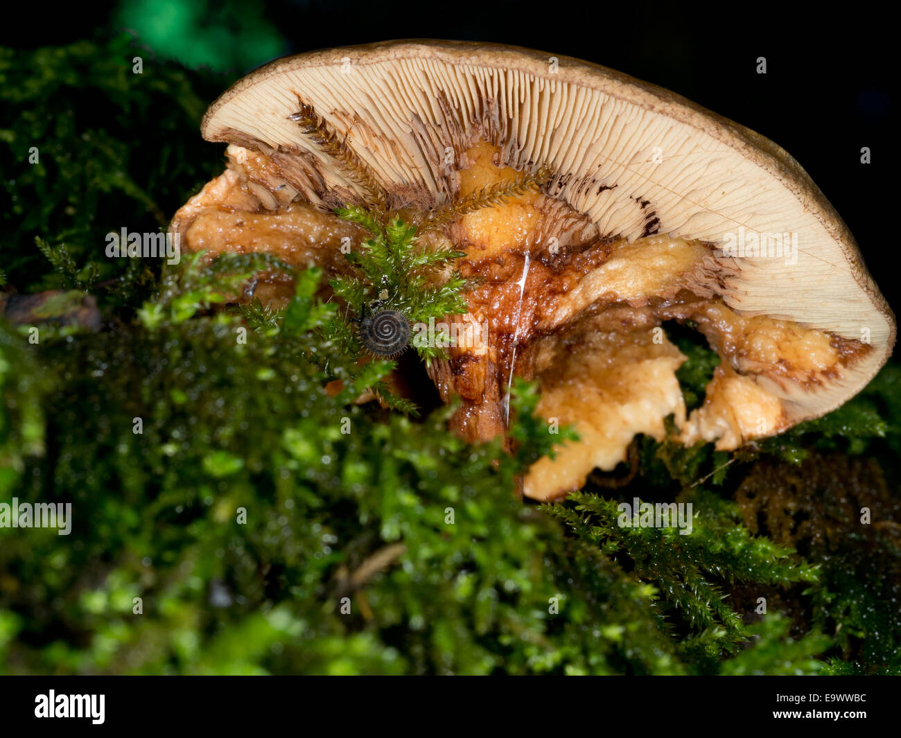Helicodonta obvoluta aka cheese snail on fungus. Hairy snail! Stock ...