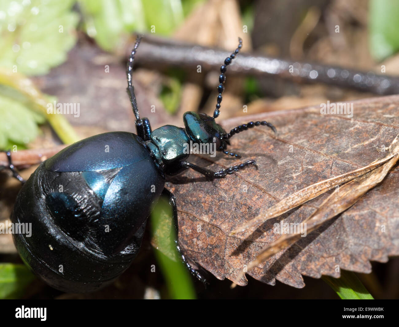 Swollen abdomen hi-res stock photography and images - Alamy