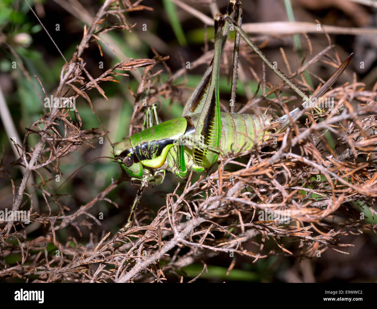 Bright green katydid cricket Eupholidoptera Stock Photo - Alamy